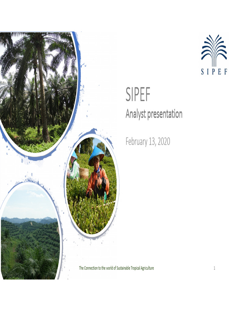 Sipef Analyst Presentation | PDF | Palm Oil | Vegetable Oil