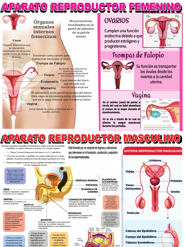 Infografia - APARATO REPRODUCTOR | PDF