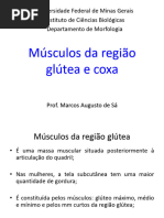 Anatomia dos Músculos Anteriores da Coxa | PDF | Sistema Locomotor ...