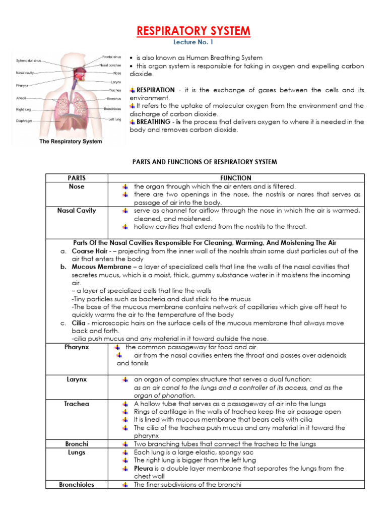 Lecture 1 Respiratory System | PDF | Lung | Respiratory Tract