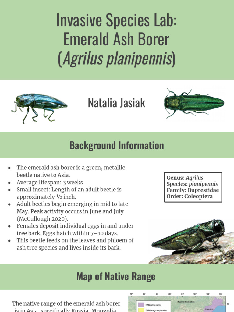 Week 9 Lab Emerald Ash Borer | PDF | Insects | Insects And Humans