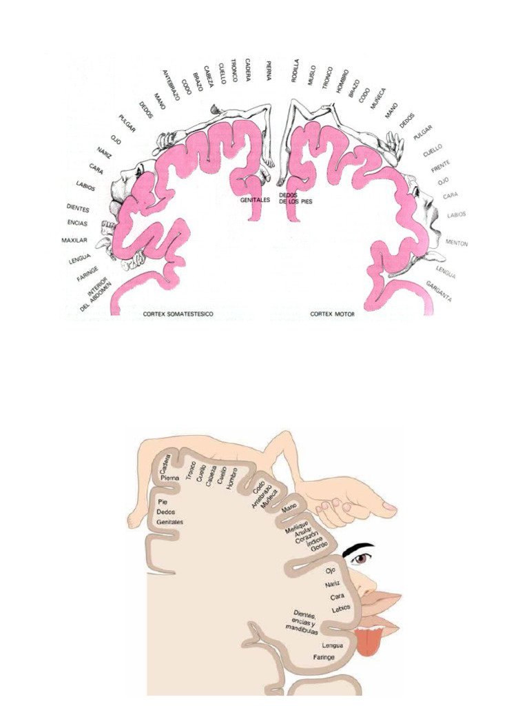 Homúnculo de Penfield | PDF