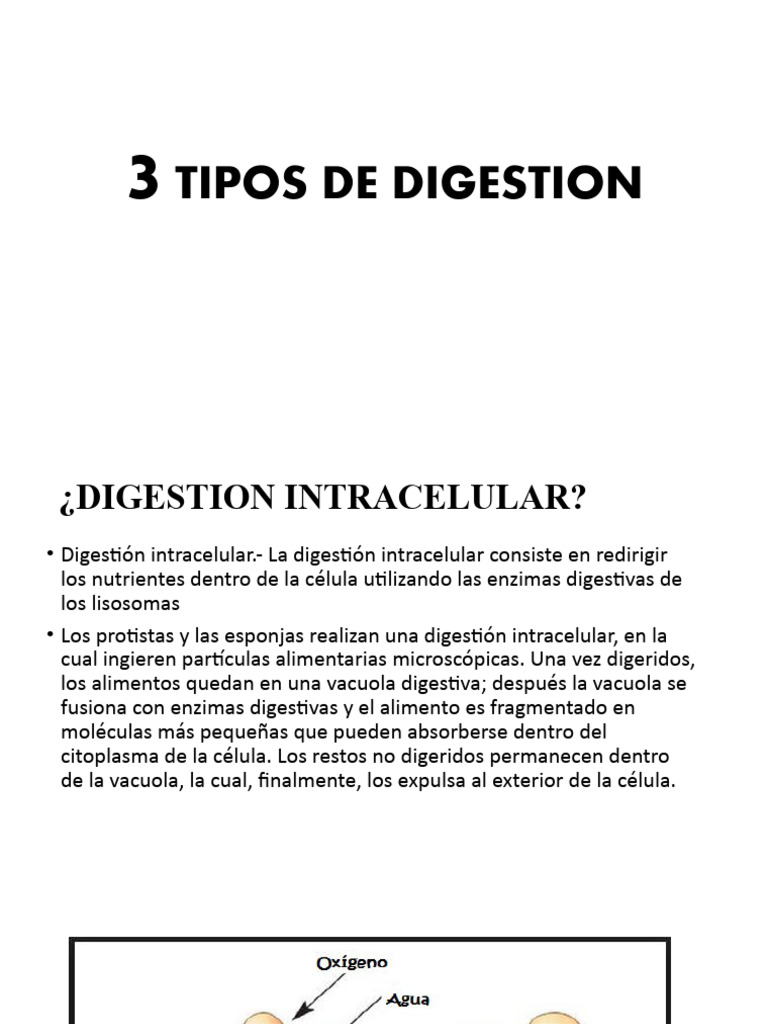 3 Tipos de Digestion | PDF