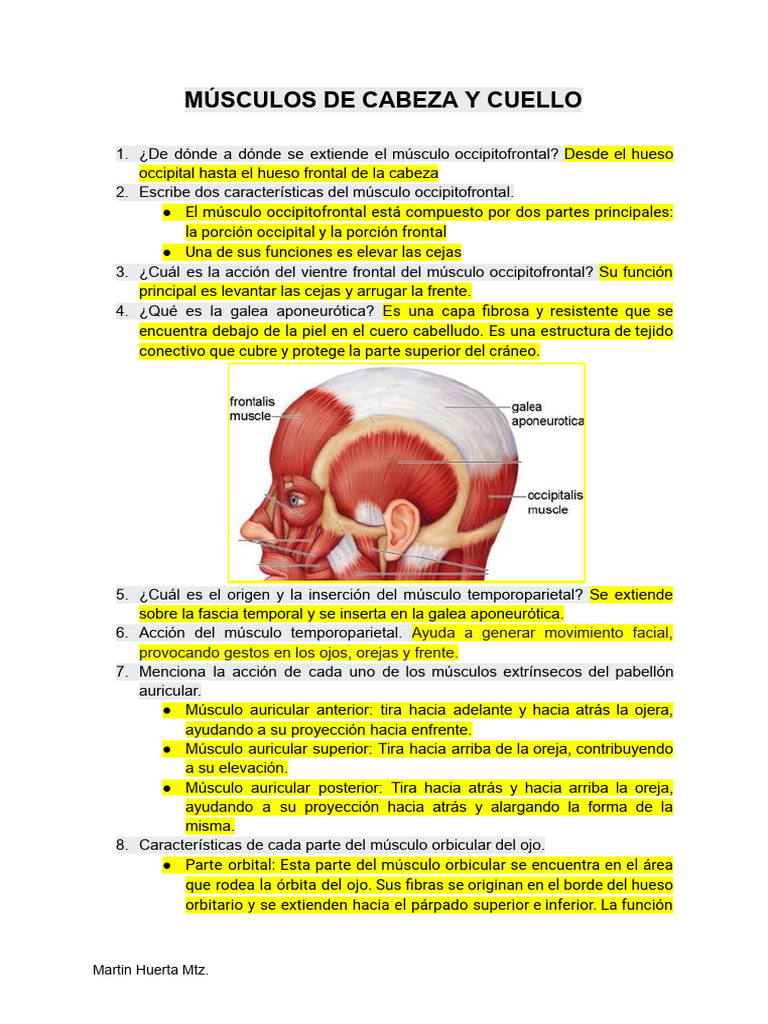 Musculos de Cabeza y Cuello Preguntas Anatomia CyC Martin Huerta | Descargar gratis PDF | Tejido ...