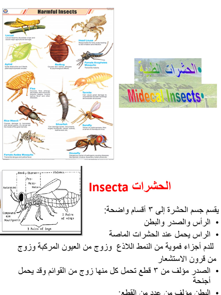 الحشرات Insecta | PDF