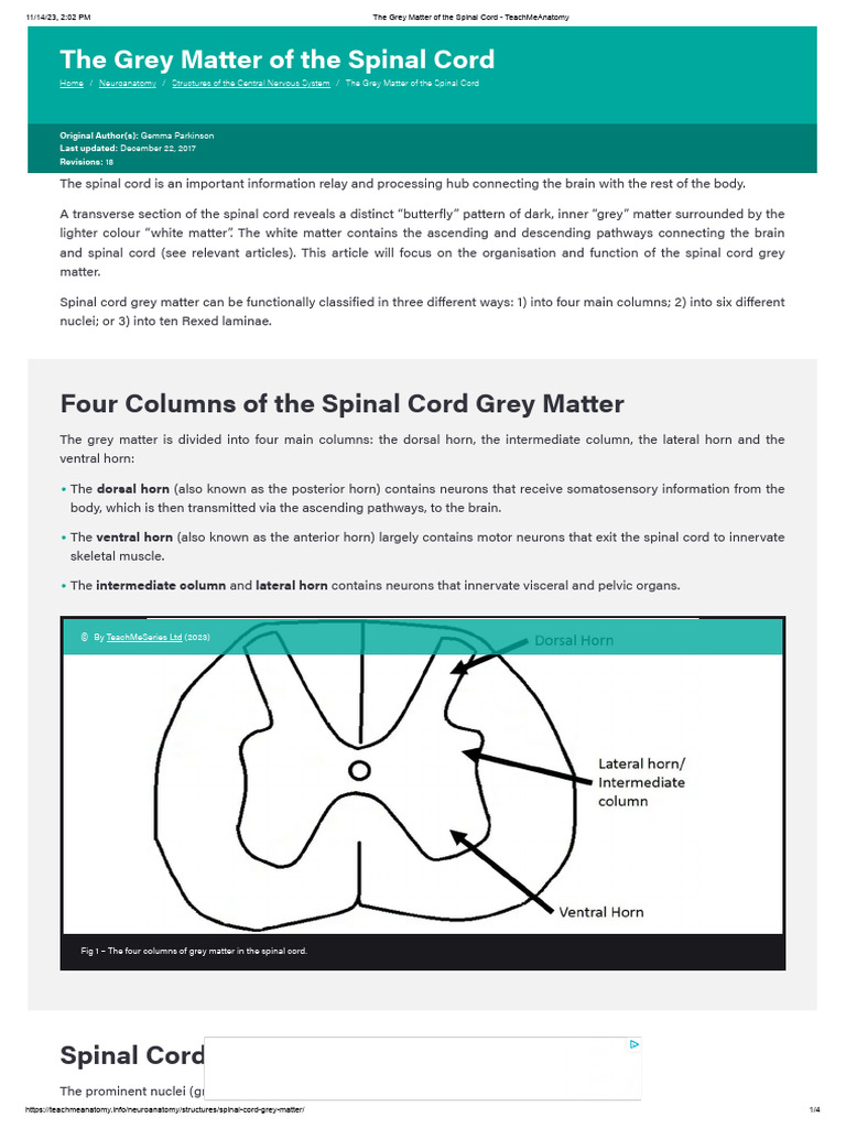 The Grey Matter of The Spinal Cord - TeachMeAnatomy | PDF | Spinal Cord | Human Anatomy