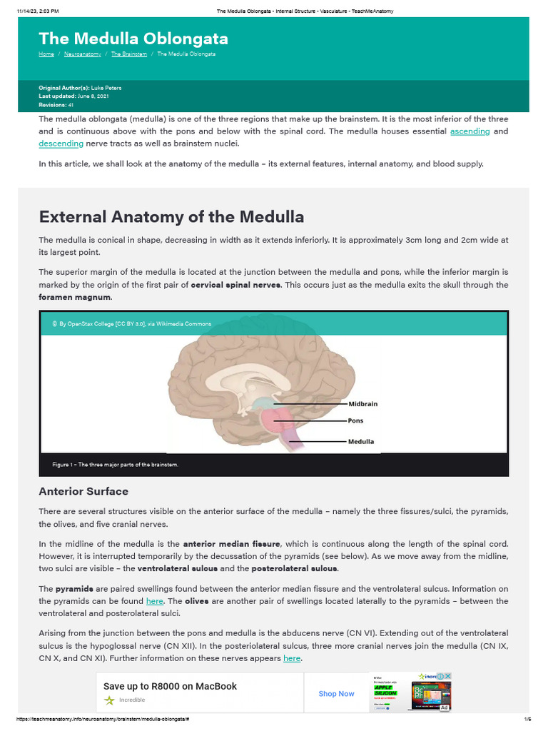 The Medulla Oblongata - Internal Structure - Vasculature ...