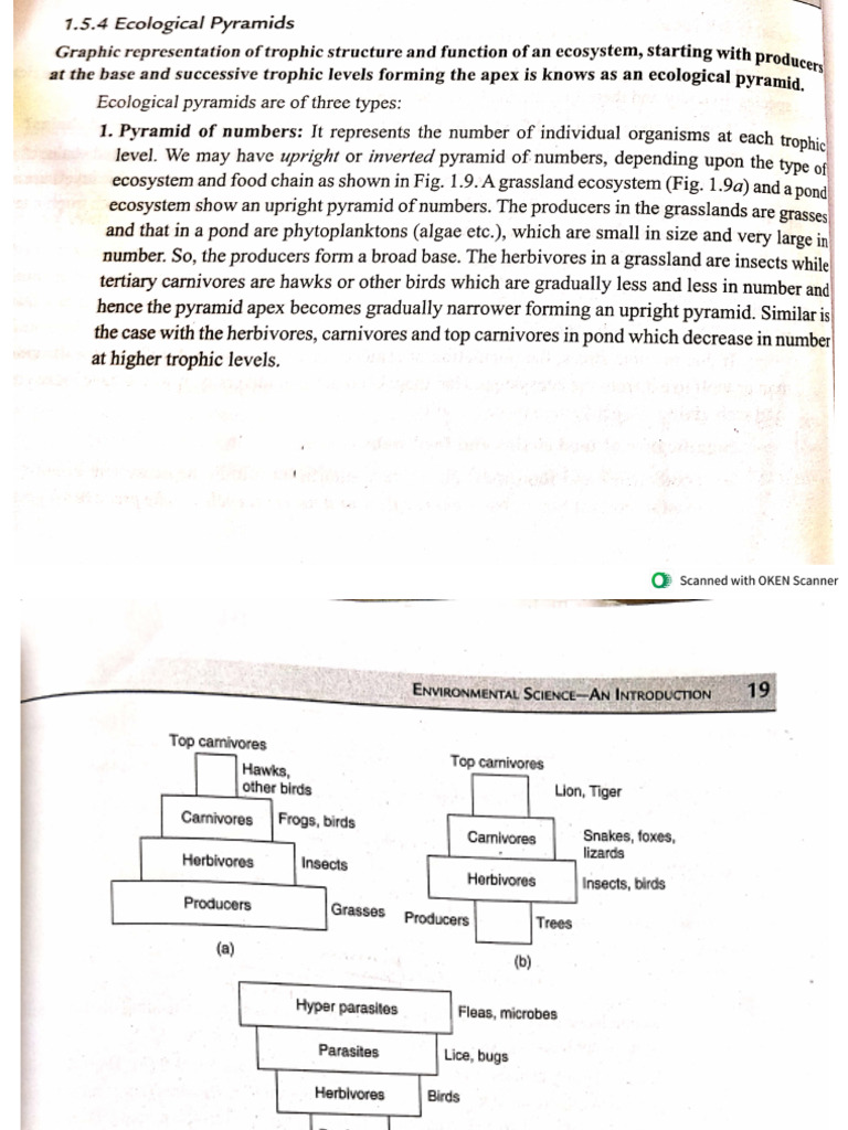 Ecological Pyramids | PDF