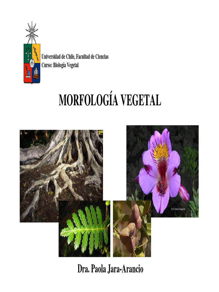 Estructuras Vegetales y Su Morfología | PDF | Tallo de la planta | Flores