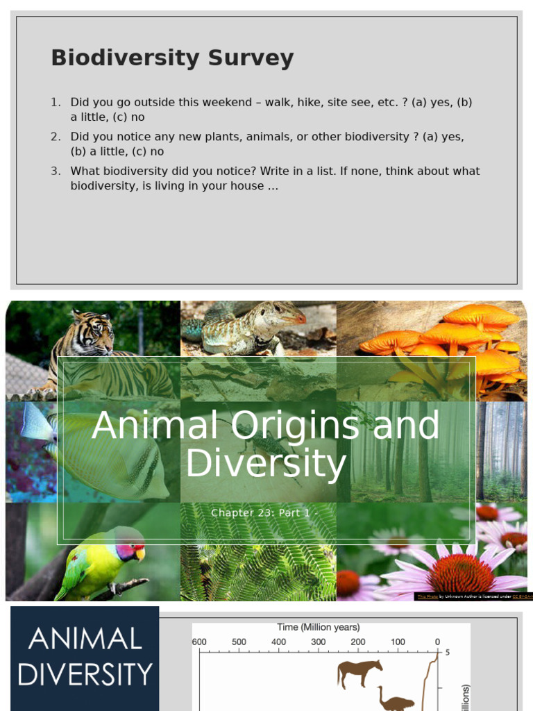 Lecture12 AnimalDiversity p1 | PDF | Biology | Anatomy