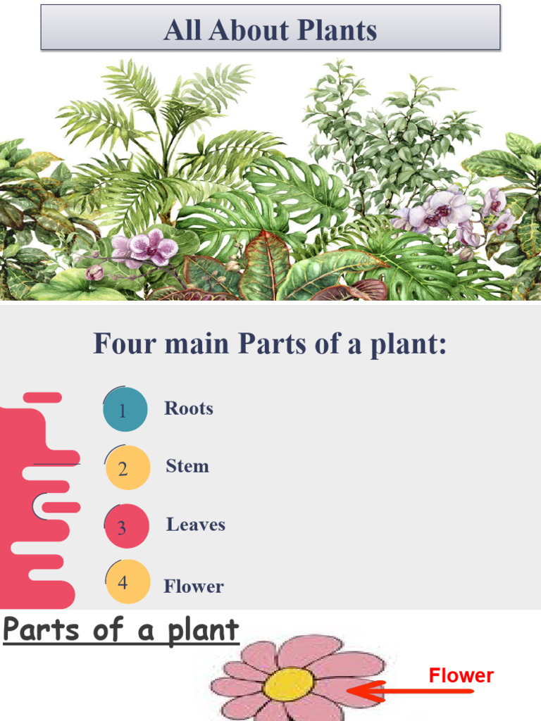 Plants (G3) New | PDF