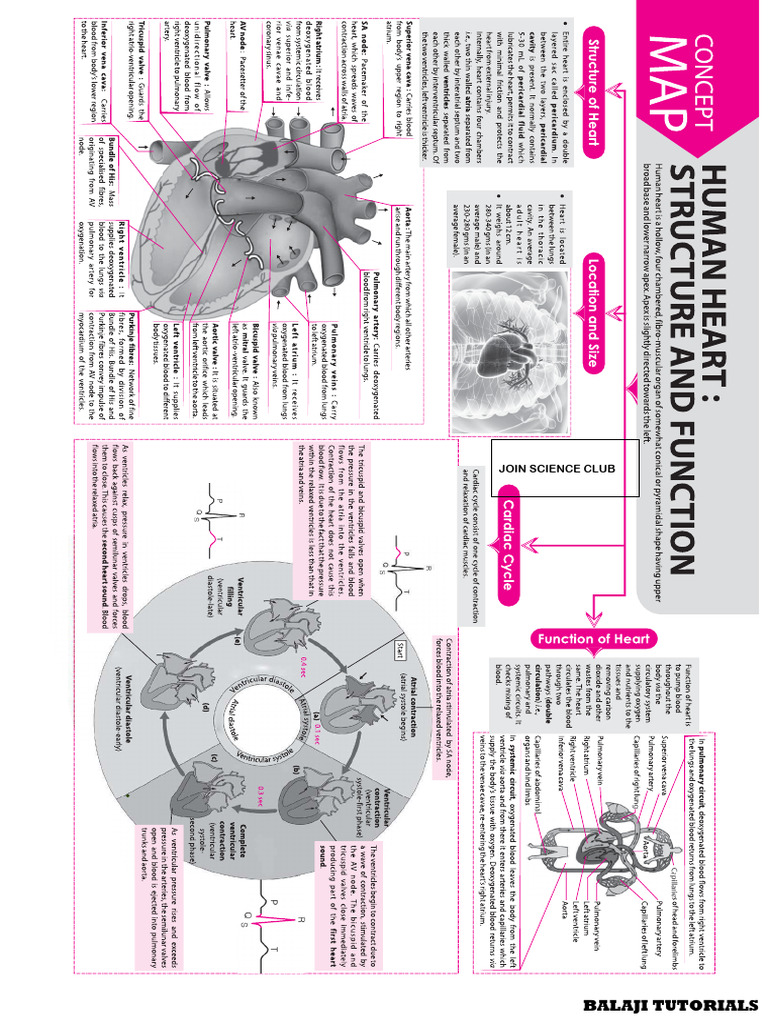 Mind Map Human Heart Structure and Function | PDF