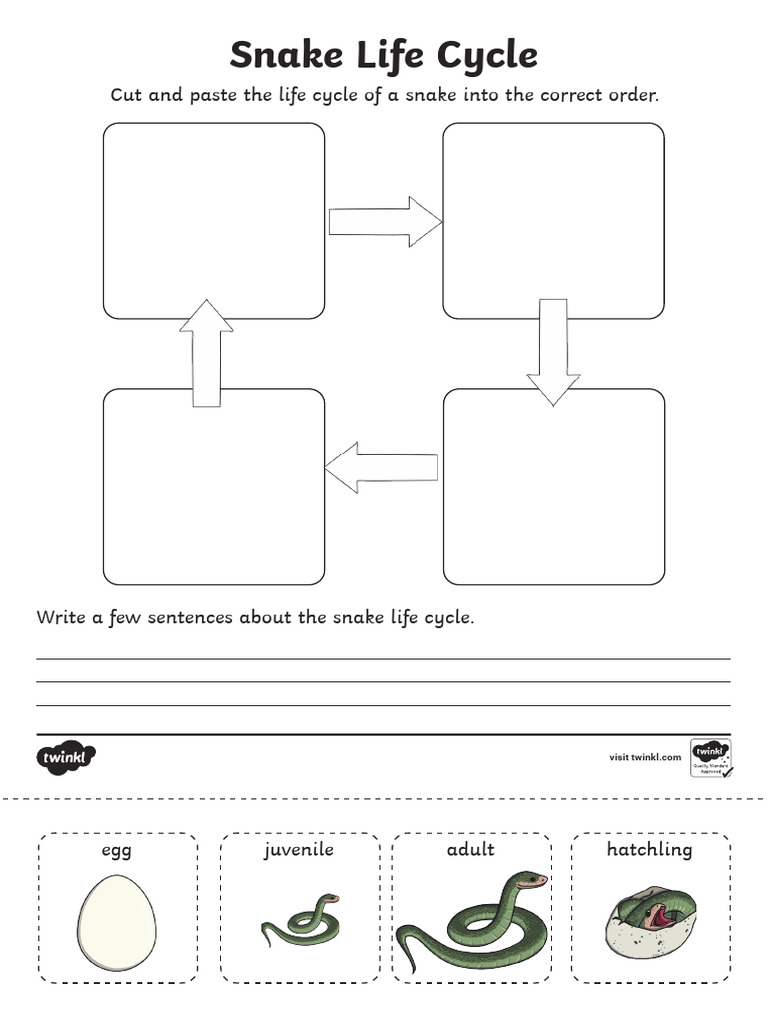 Snake Life Cycle for Kids | PDF