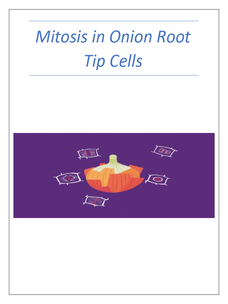 Mitosis in Onion Root Tip Cells | PDF | Mitosis | Chromosome