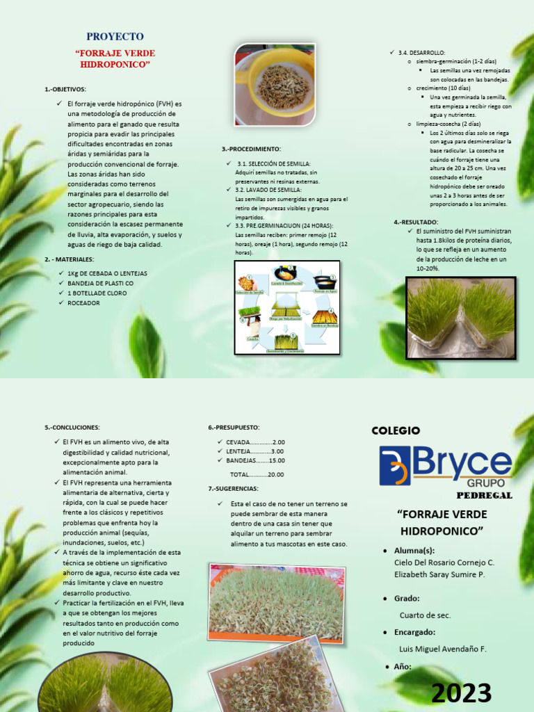 Forraje Hidroponico | PDF | Pasto | Hidroponia