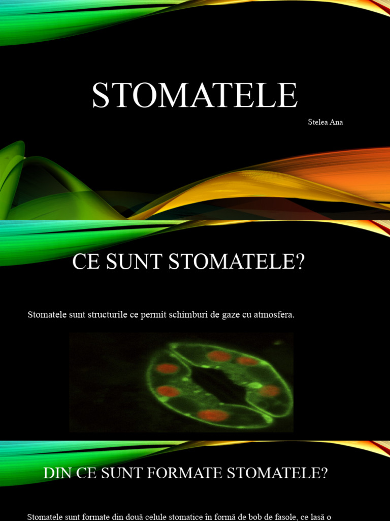 Stomatele | PDF