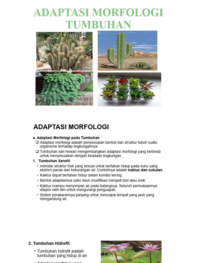 Adaptasi Morfologi Tumbuhan Xerofit dan Hidrofit | PDF | Griya & Taman ...