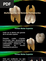 Primer Molar Superior 1 | PDF | Diente | Anatomia dental