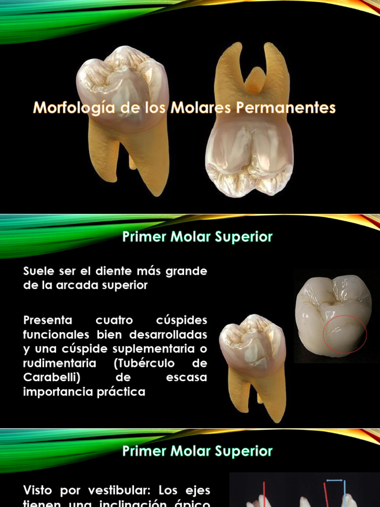 Morfología del Primer Molar Superior | PDF