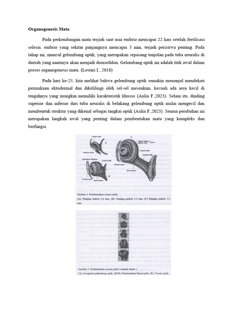 Proses Organogenesis pada Mata Embrio | PDF