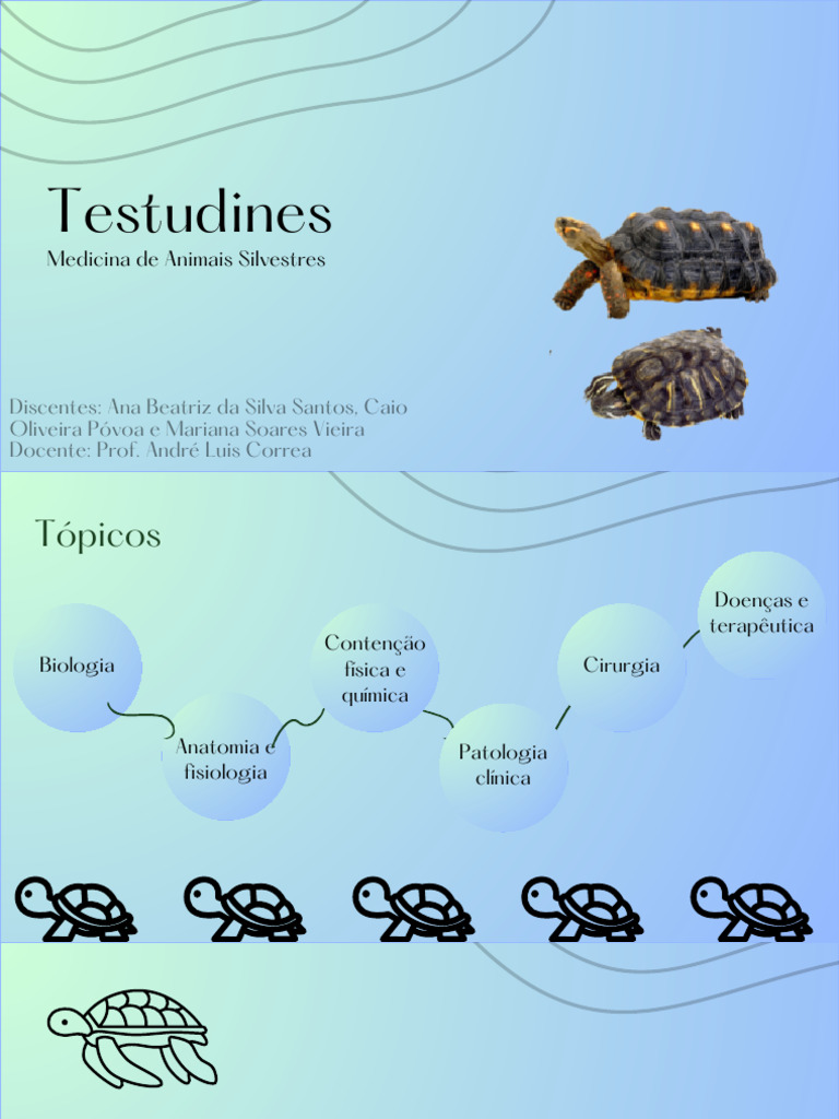 Testudines - Medicina de Animais Silvestres | PDF | Anatomia | Tartaruga