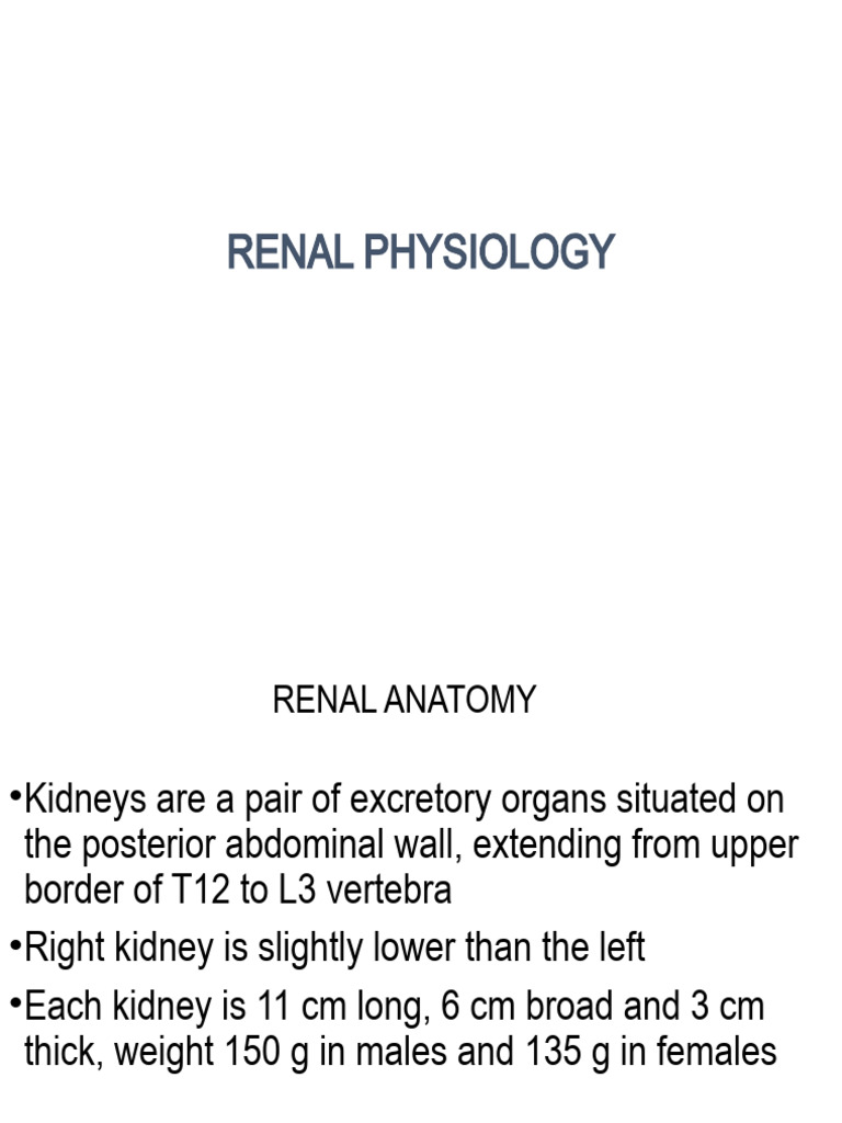 Renal Physiology | PDF | Kidney | Organ (Anatomy)