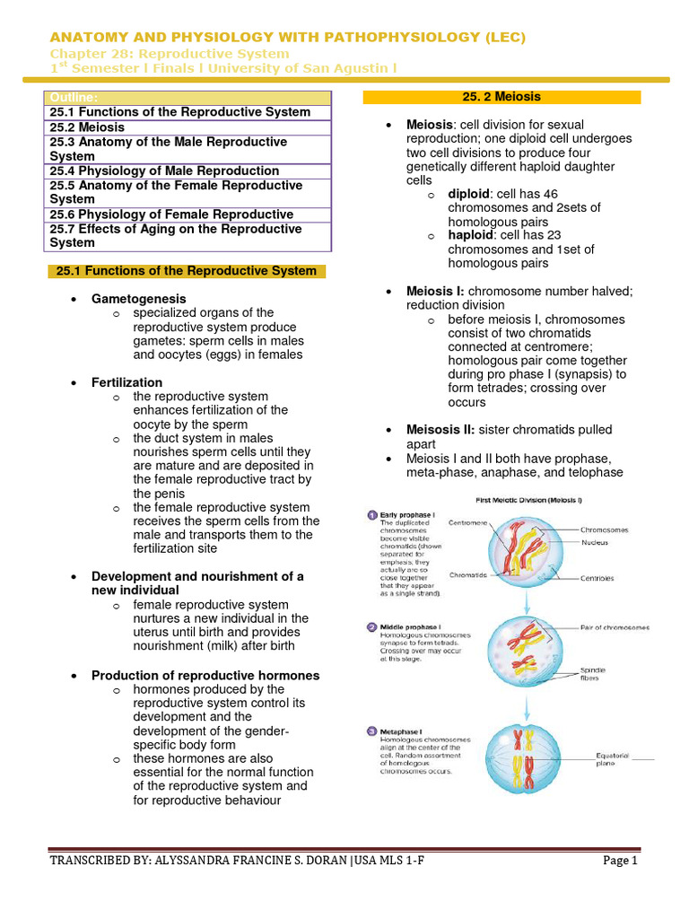 Anaphy Chapter 28 Reproductive System Doran MLS 1 F | PDF | Menstrual ...