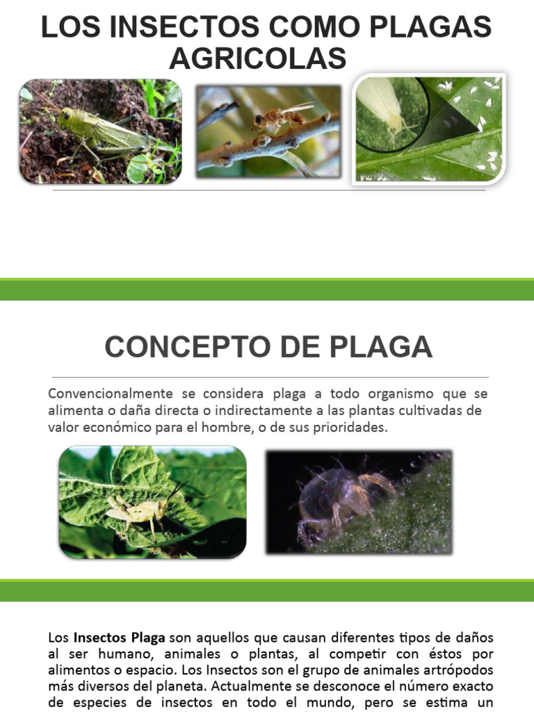 Insectos Plaga en Agricultura | PDF | Plaga (organismo) | Insectos