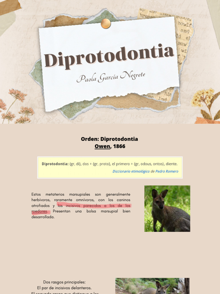 Tipos y características de Diprotodontia | PDF | Marsupiales de ...