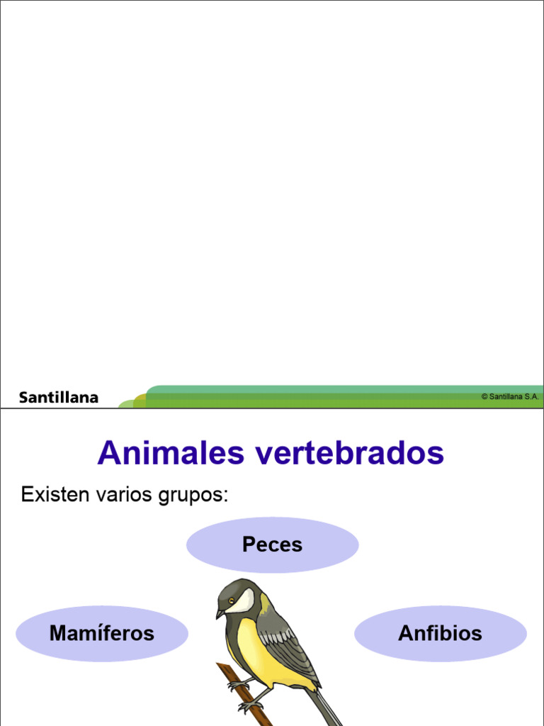 Grupos de Animales Vertebrados | PDF | Piel | Anfibio