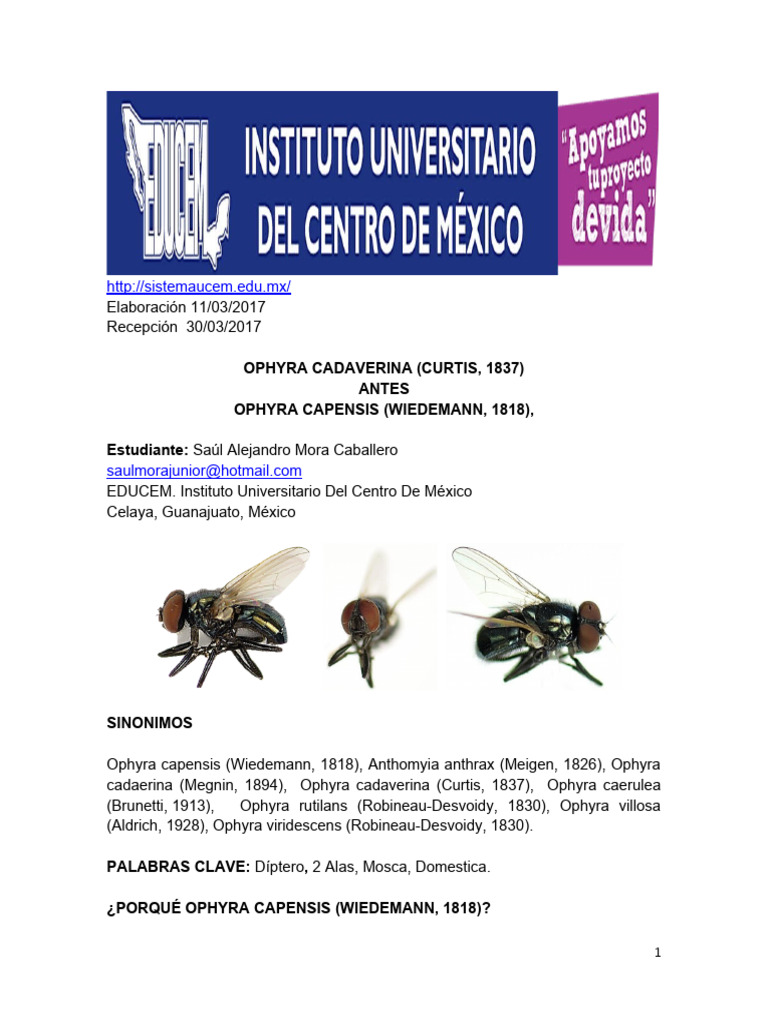Ophyra Cadaverina (Curtis, 1837) | PDF | Artrópodos | Insectos y humanos