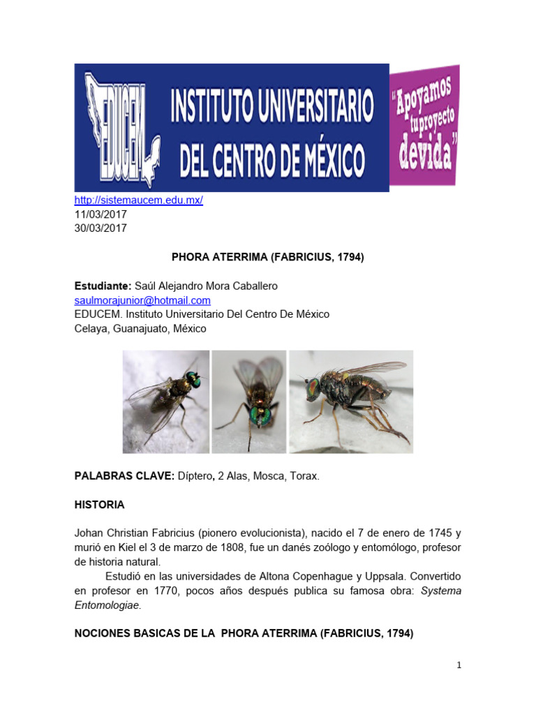 Biología de Phora aterrima en entomología | PDF | Mosca | Insectos