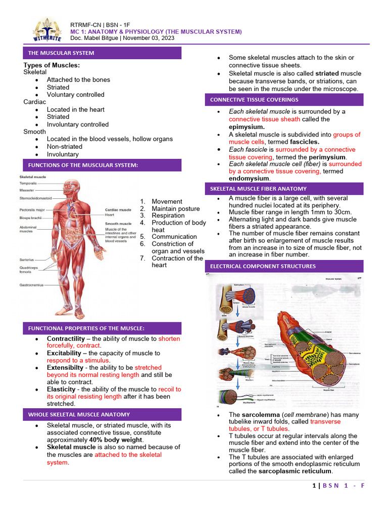 Muscular System - Part 1 (BSN - 1F) | PDF | Muscle Contraction | Action ...