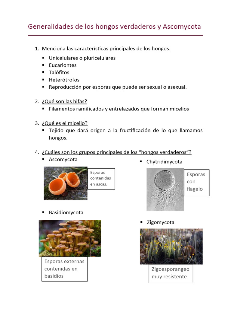 Generalidades Hongos Bas. y Asco. | PDF | Hongo | Organismos