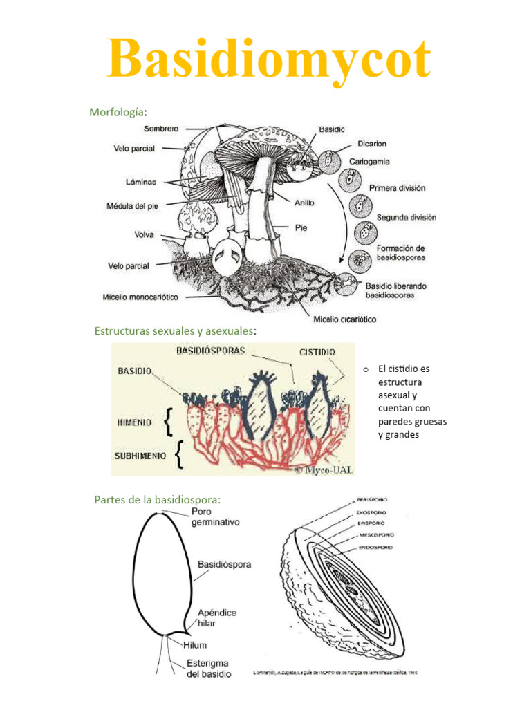 Basidiomycota (Generalidades) | PDF | Hongo | Organismos