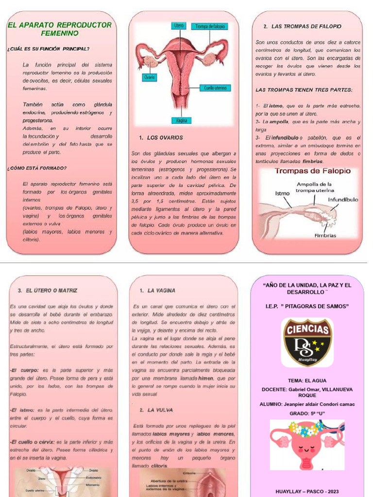Triptico Pitagoras Aparato Reproductor Femenino | PDF