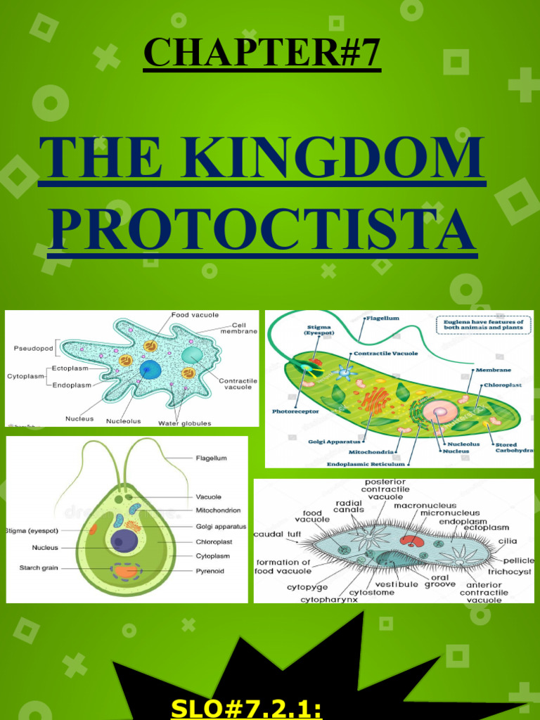 (A) Protoctists (Protozoa) | PDF | Protozoa | Eukaryotes
