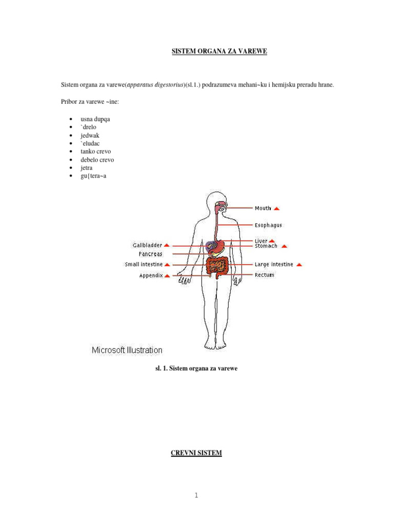 Crevni Sistem Coveka | PDF