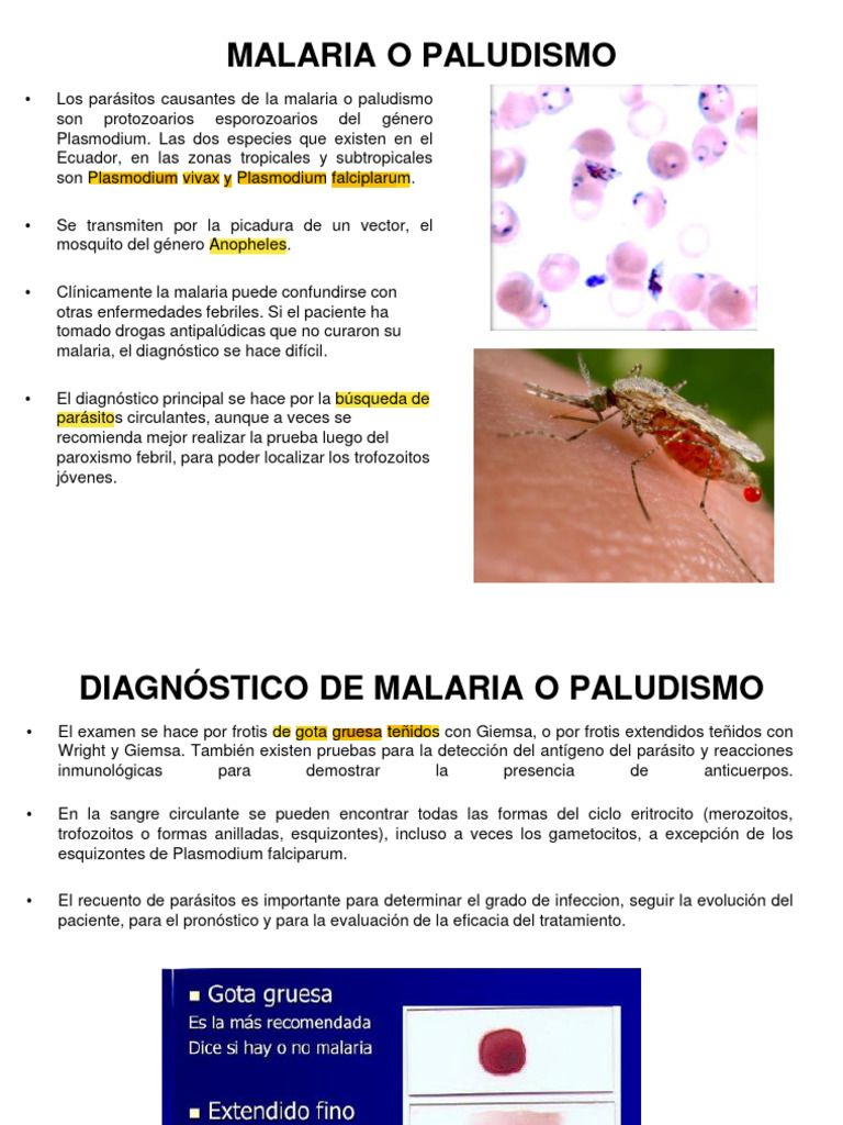 Malaria o Paludismo | PDF | Malaria | Plasmodium Falciparum