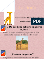 Anatomía y Fisiologia de La Jirafa | PDF