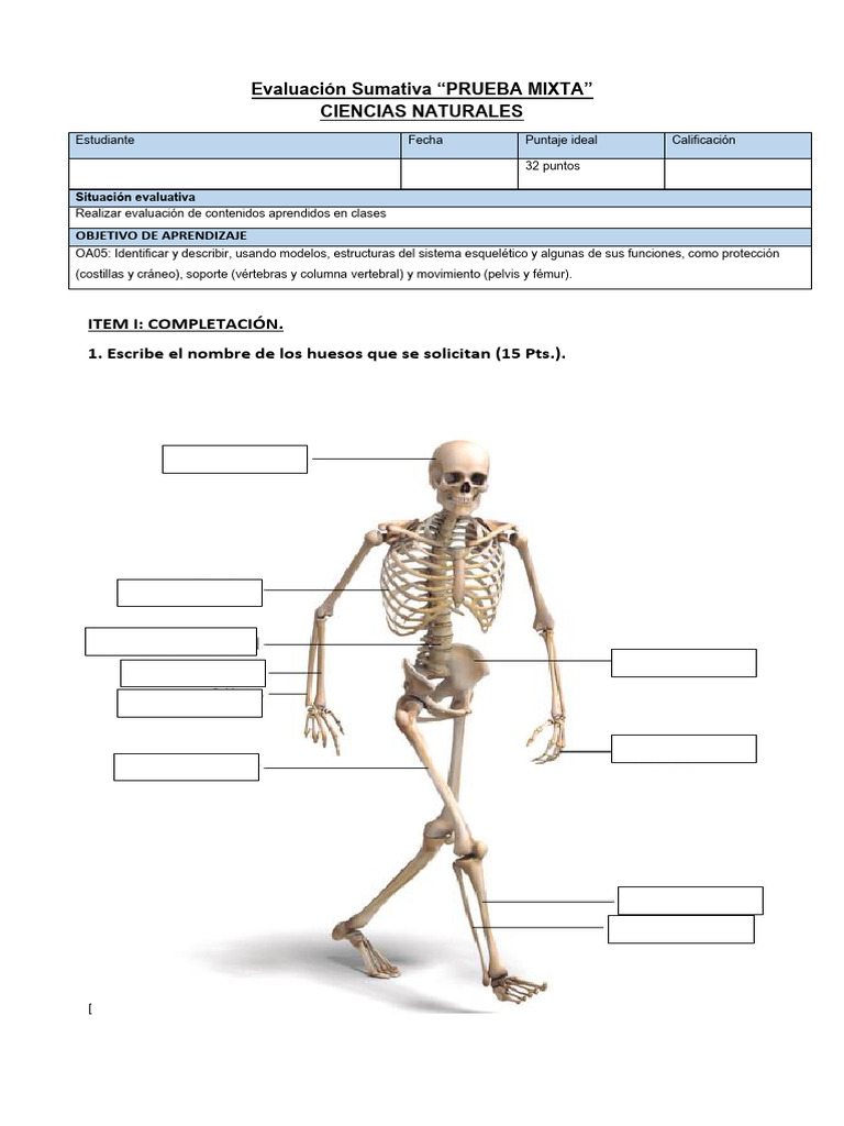 Evaluacion Ciencias Naturales Huesos | PDF | Hueso | Esqueleto