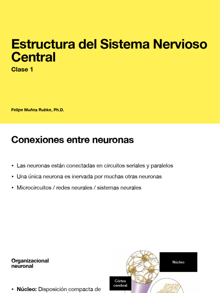 Clase1 Estructura SNC | PDF | Sistema nervioso central | Cerebro