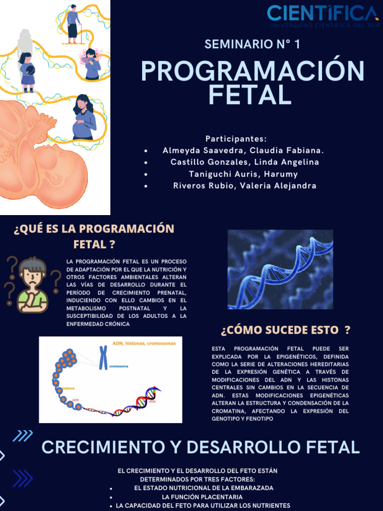 programación fetal | PDF | Epigenética | Feto