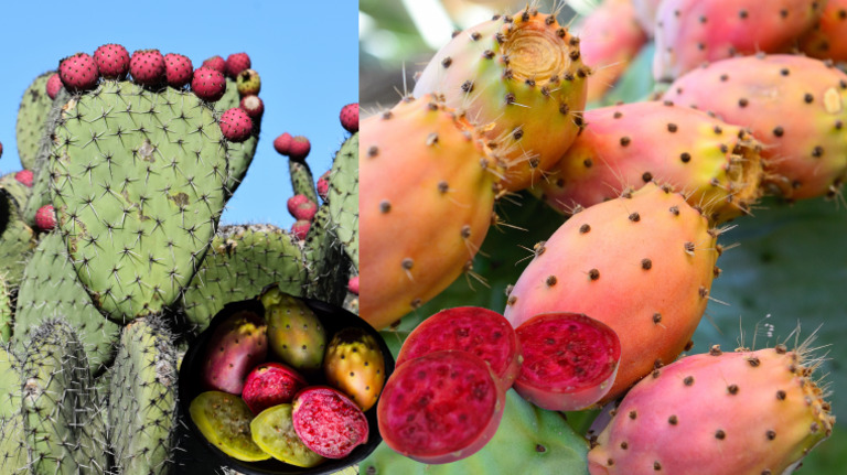 Prickly Pear | PDF
