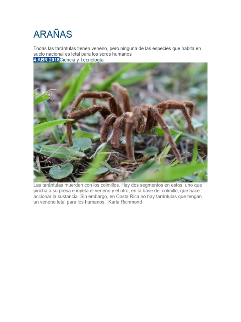 ARAÑAS | PDF | Araña