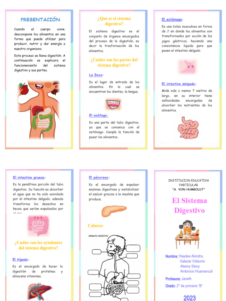 Triptico Del Sistema Digestivo | Descargar gratis PDF | Sistema ...