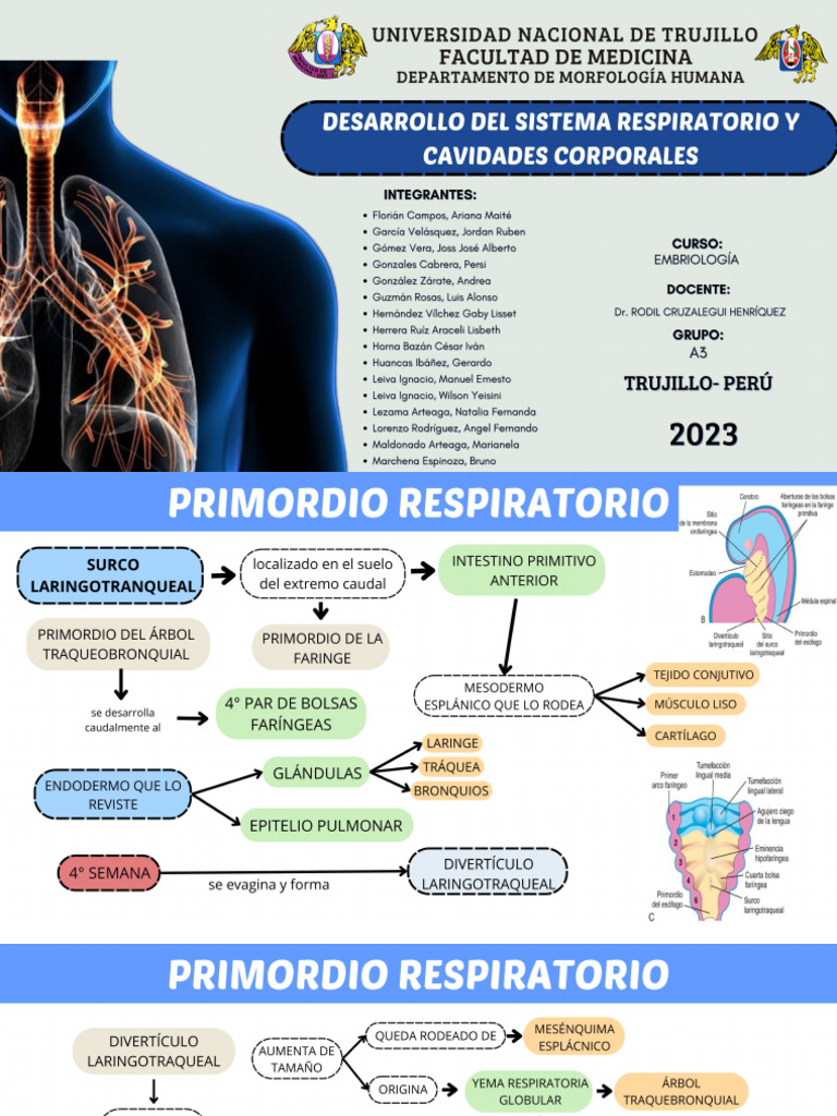 Sem 12 - Desarrollo de Sistema Respiratorio y Cavidades Corporales | PDF