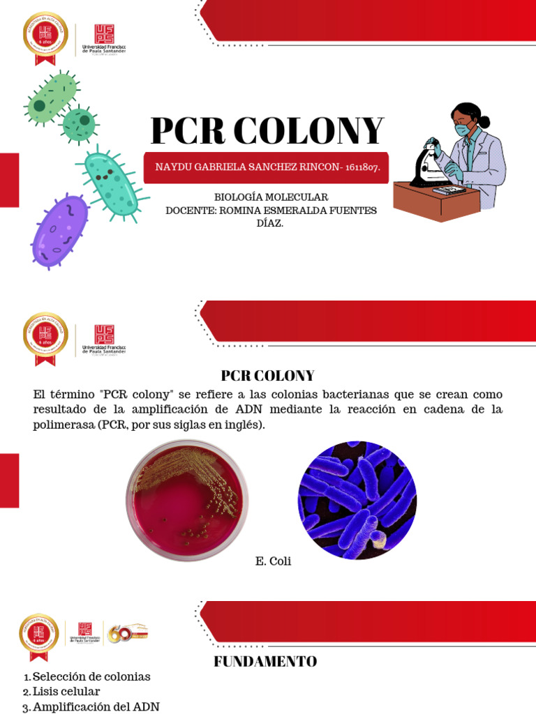 PCR Colony: Amplificación y Aplicaciones | PDF | Reacción en cadena de ...