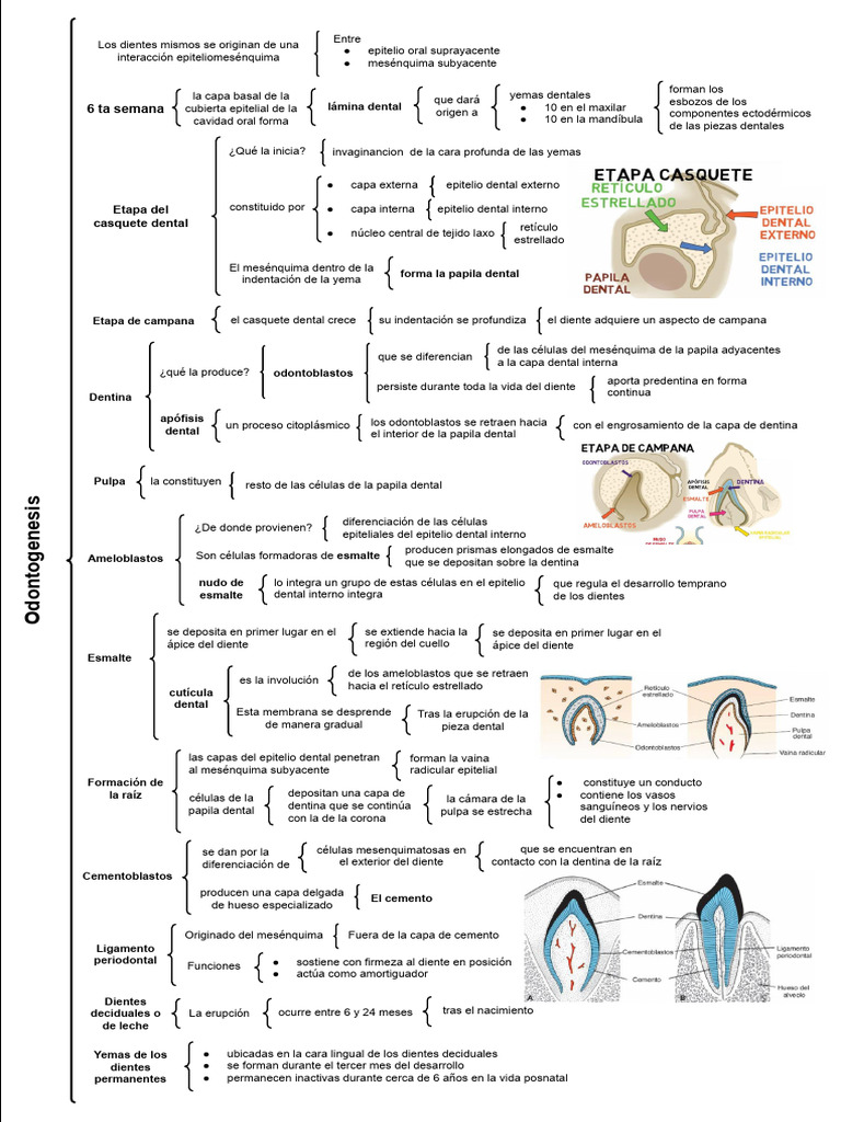 Odontogénesis | PDF | Boca | Anatomía