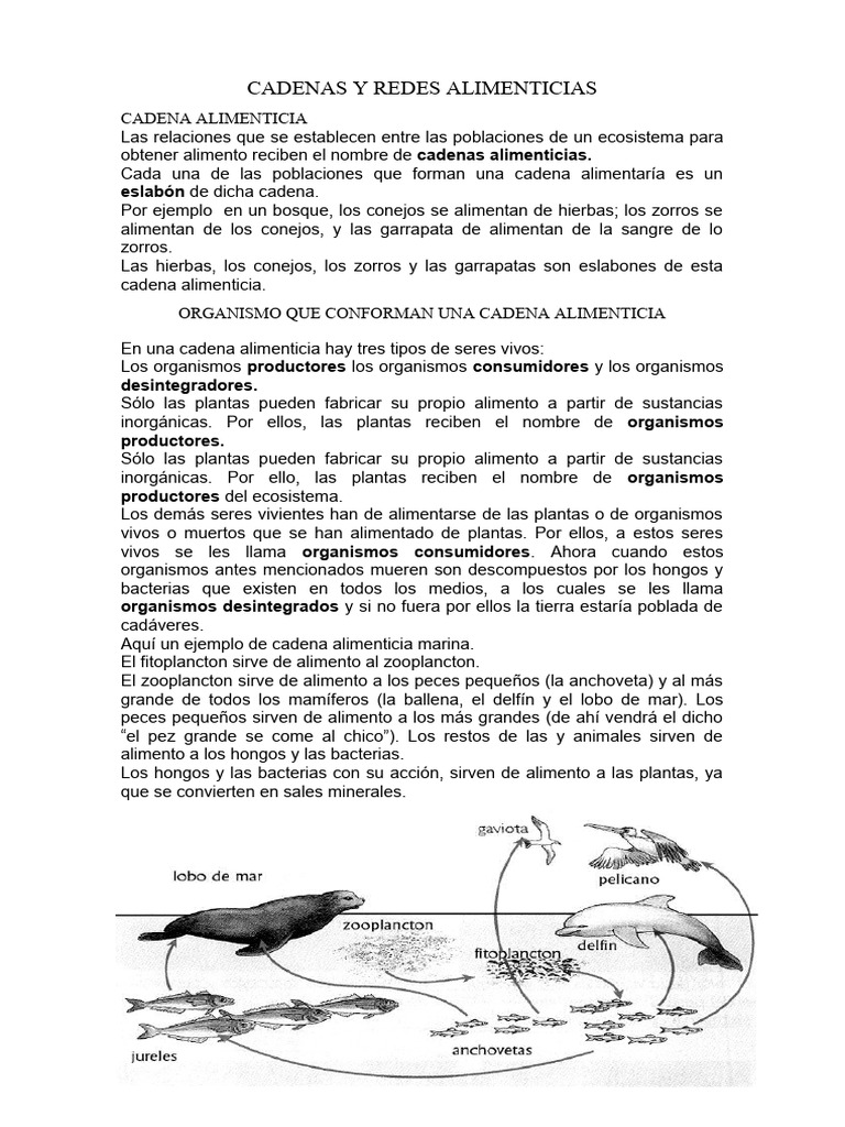 Cadenas y Redes Alimenticias | PDF | Alimentos | Plantas